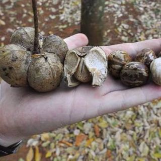 BIJI POKOK GETAH / BUAH GETAH 1KG | Shopee Malaysia