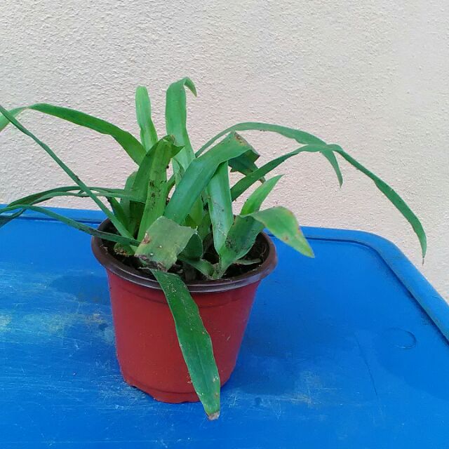 Rumput Beijing aka Rumput Ct Khadijah | Shopee Malaysia