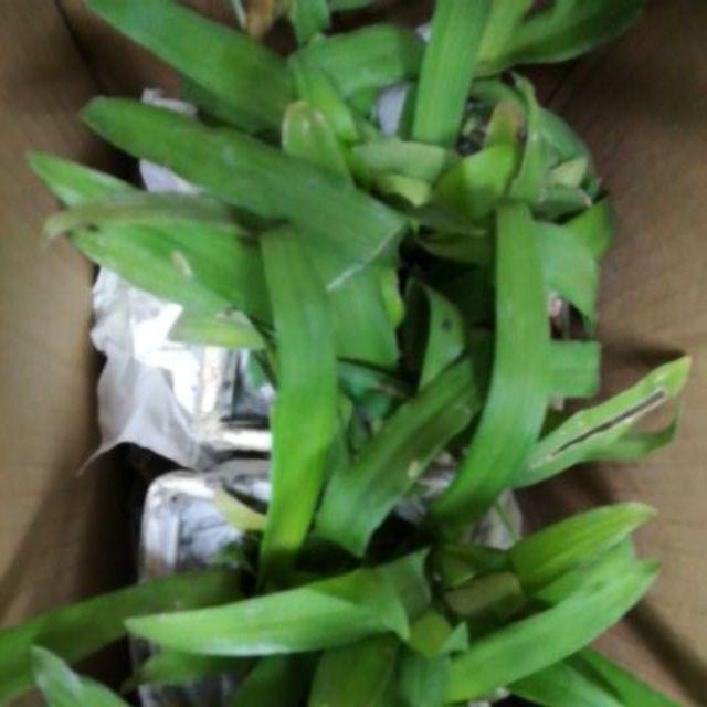 Rumput Beijing (in pot) | Shopee Malaysia