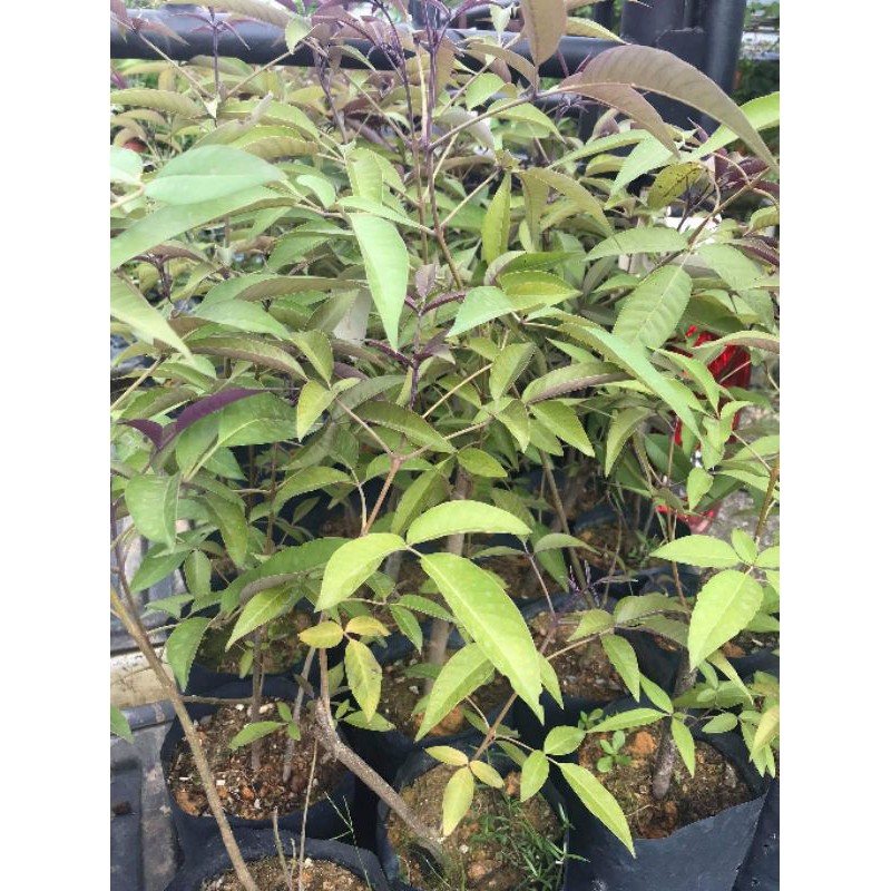 Anak pokok lemuni [herba] [limited stock] | Shopee Malaysia