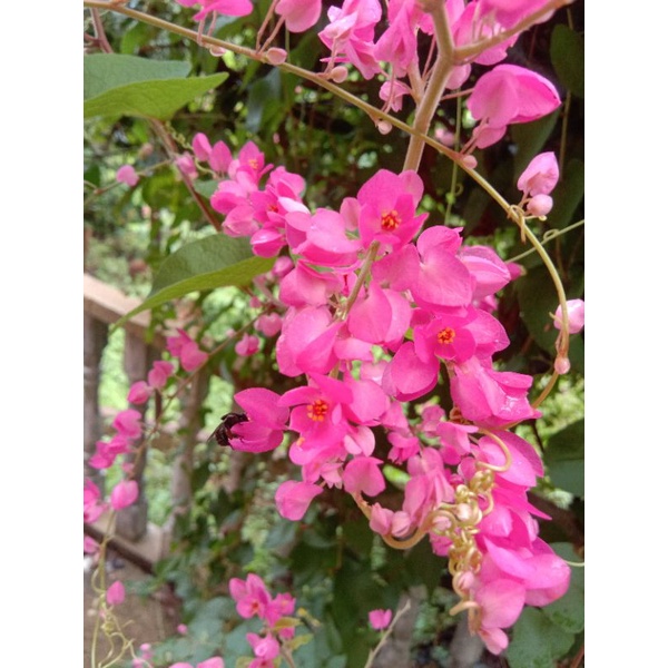Biji Benih Pokok Air Mata Pengantin (Pink) | Shopee Malaysia