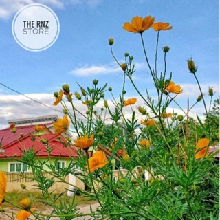 Biji Benih Pokok Bunga Kelulut / Ulam Raja Kuning | Shopee Malaysia