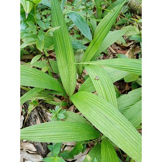 pokok lemba dari kebun | Shopee Malaysia