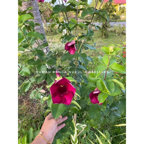 POKOK BUNGA ALAMANDA MAROON | Shopee Malaysia