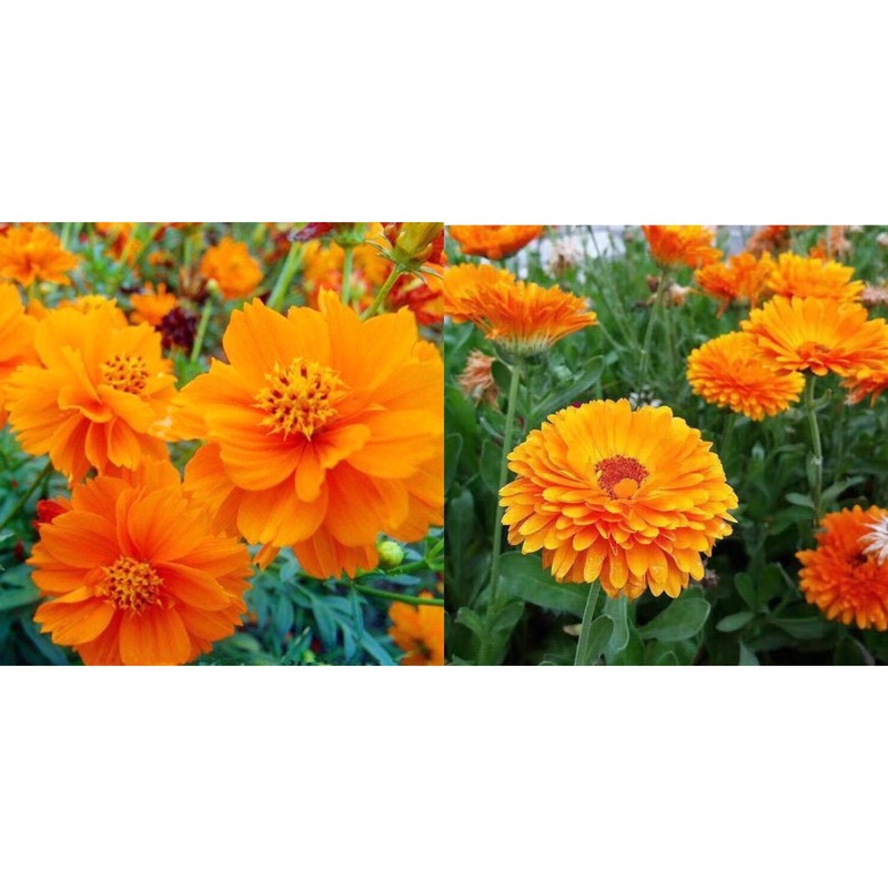 【ReadyStock】Biji Benih Bunga Krisan Jingga/Krisan Money Flower seeds ...