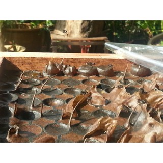 Black Propolis - Kelulut Propolis Stingless Bee Honey from Original ...