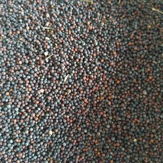 Biji Sawi / Mustard Seed 1kg | Shopee Malaysia