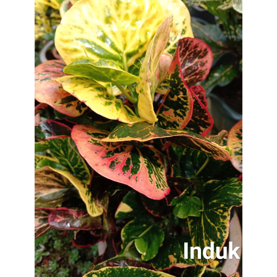 Pokok Bunga Hidup/ PUDING THAI / Croton Live Plant | Shopee Malaysia