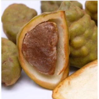 Buah katak puru/Buah Nam Nam Promosi!! (sebiji) | Shopee Malaysia