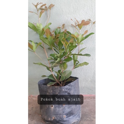 Pokok Buah ajaib/ Miracle berry | Shopee Malaysia
