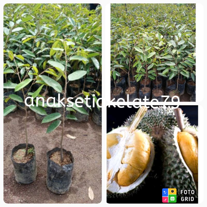 pokok durian duri hitam anak kahwin bagi | Shopee Malaysia