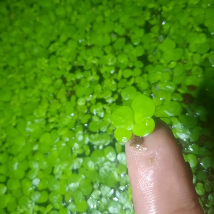 GIANT DUCKWEED | Floating Aquatic Plants | Shopee Malaysia