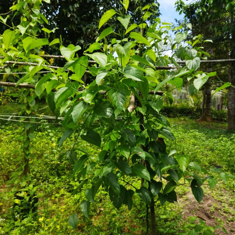 Pokok Sacha Inchi / pokok Omega / pokok herbal | Shopee Malaysia