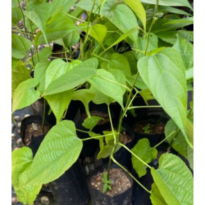 anak pokok sacha inchi. harga dimurahkan. | Shopee Malaysia