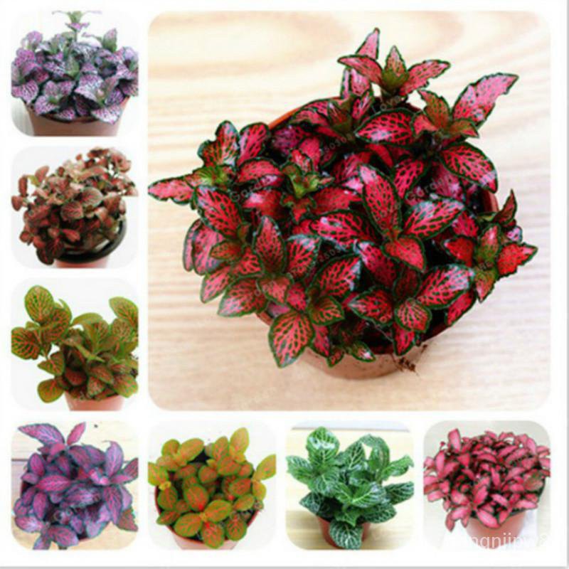 Fittonia Plant (just seed) / Pokok Hidup Fittonia EiRC | Shopee Malaysia