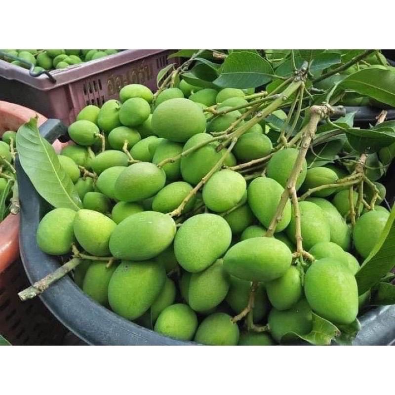 MANGGA FRESH / PUTIT PAUH / PAUH RINGAN / PAUH LEMAK MANIS / ASAM ...