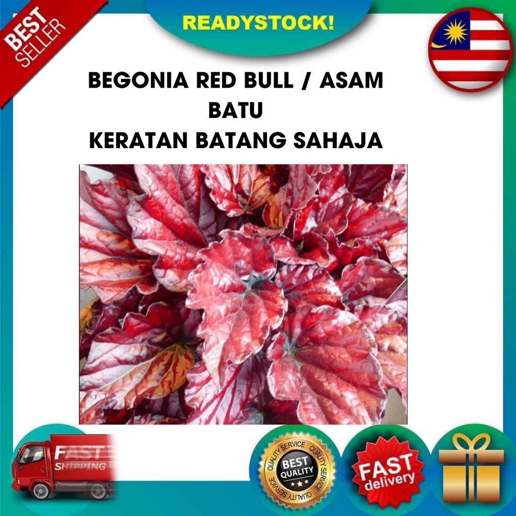 Begonia /Asam batu ( Keratan Batang) | Shopee Malaysia