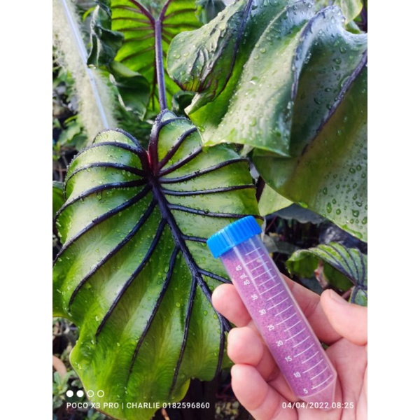 Repack Starkle G 50ml 70g Racun Serangga Starkle G Insecticide | Shopee ...