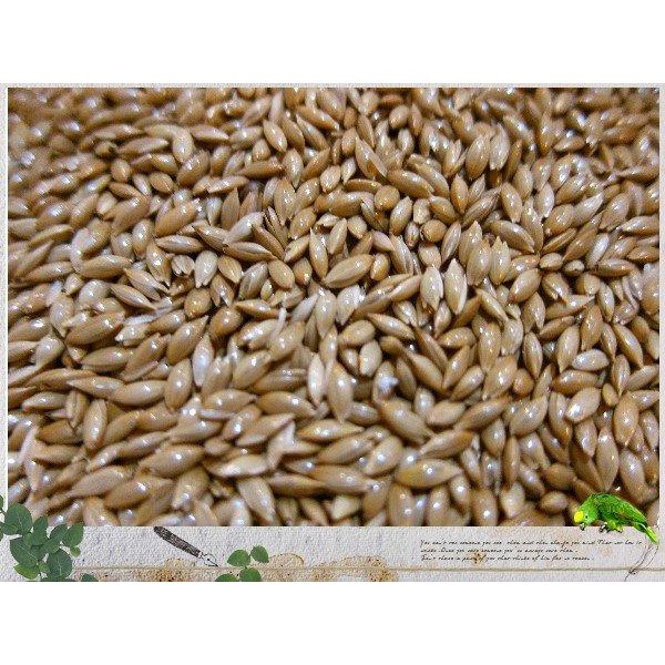 READY STOCK- CANARY SEED FOR BIRD / KAMBU TAJAM | Shopee Malaysia