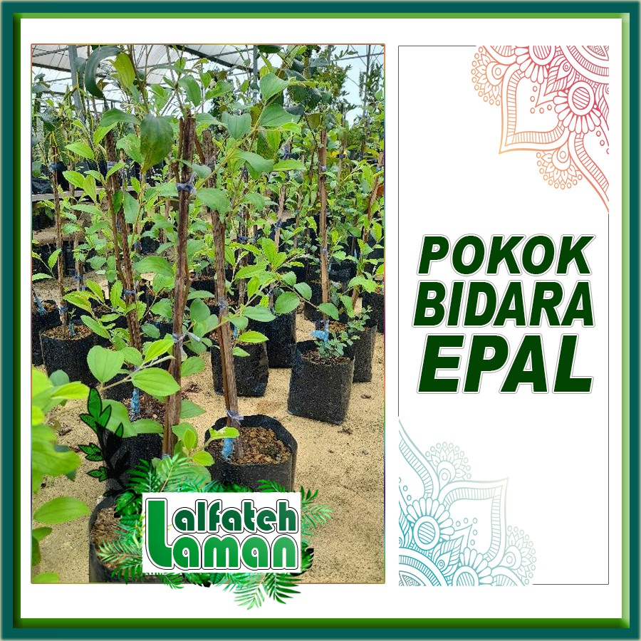 Pokok Epal Bidara