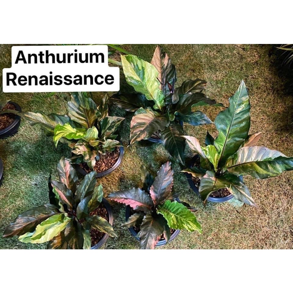 Anak Anthurium hookerii hookeri Renaissance variegated | Shopee Malaysia