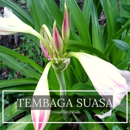 TEMBAGA SUASA | DAUN SEGAR | Shopee Malaysia