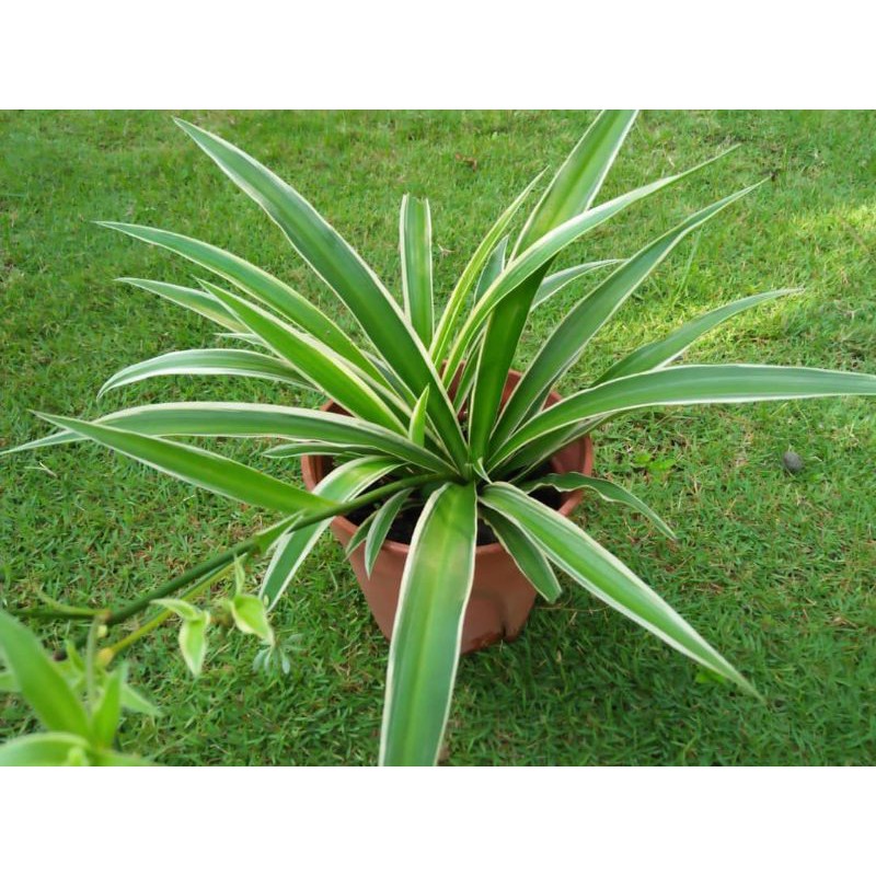 Pokok Spider/Spider plant | Shopee Malaysia