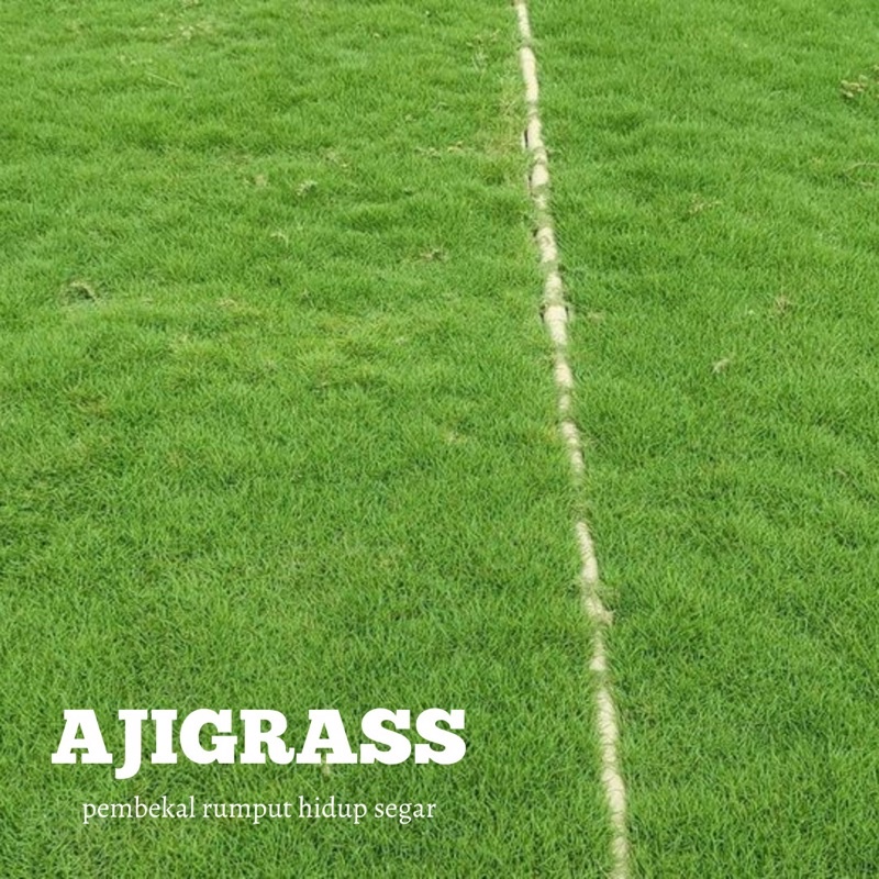 Rumput Jepun Japanese Grass Real Grass Rumput Hidup | Shopee Malaysia