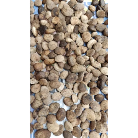 Buah Kepayang/keluar/Pangi | Shopee Malaysia