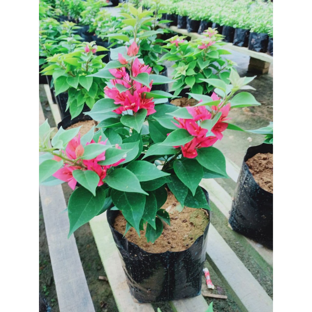 Anak Pokok Bunga Kertas/Bougainvillea Sirih Junjung Pink | Shopee Malaysia