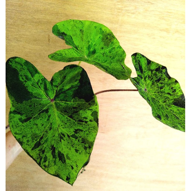 Colocasia Esculenta Mojito USA Live Plant | Shopee Malaysia