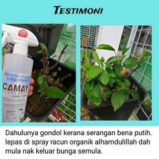Spray serangga tanpa racun Serangga pokok Ulat daun Semut Bena pokok ...