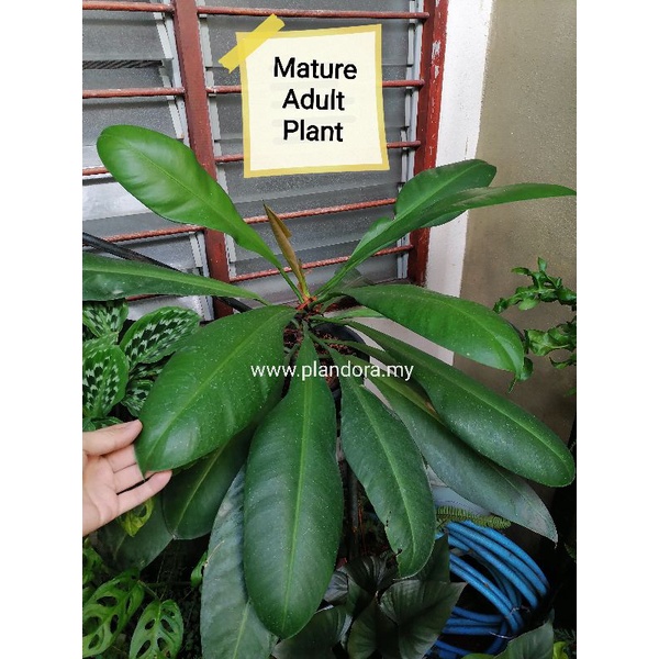 Philodendron Linnaei (Live Plant) | Shopee Malaysia