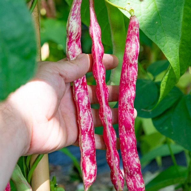 20pcs BUNCIS PINK kacang pinto bean varieti buah jenis lebat | Shopee ...