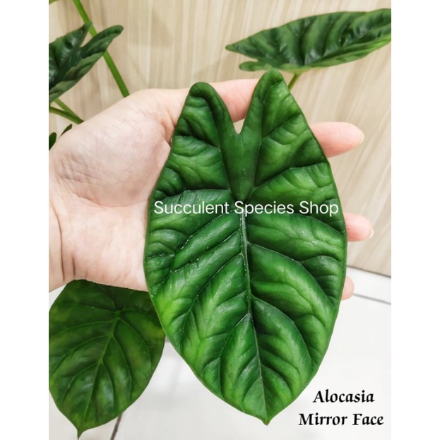 Rare Species Alocasia Azlanii/Silver Dragon/Stingray/Zebrina ...