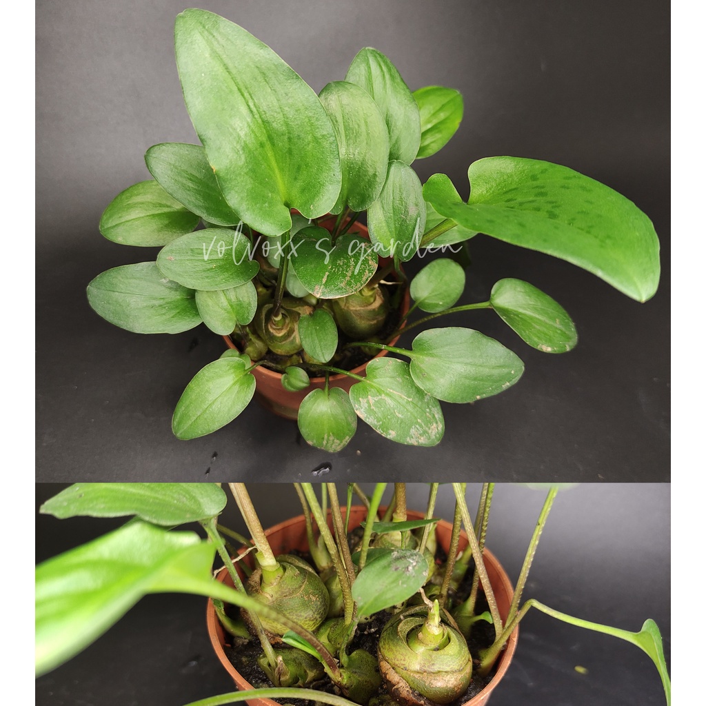 Drimiopsis Masculata/Keladi Katak/African False Hostas | Shopee Malaysia