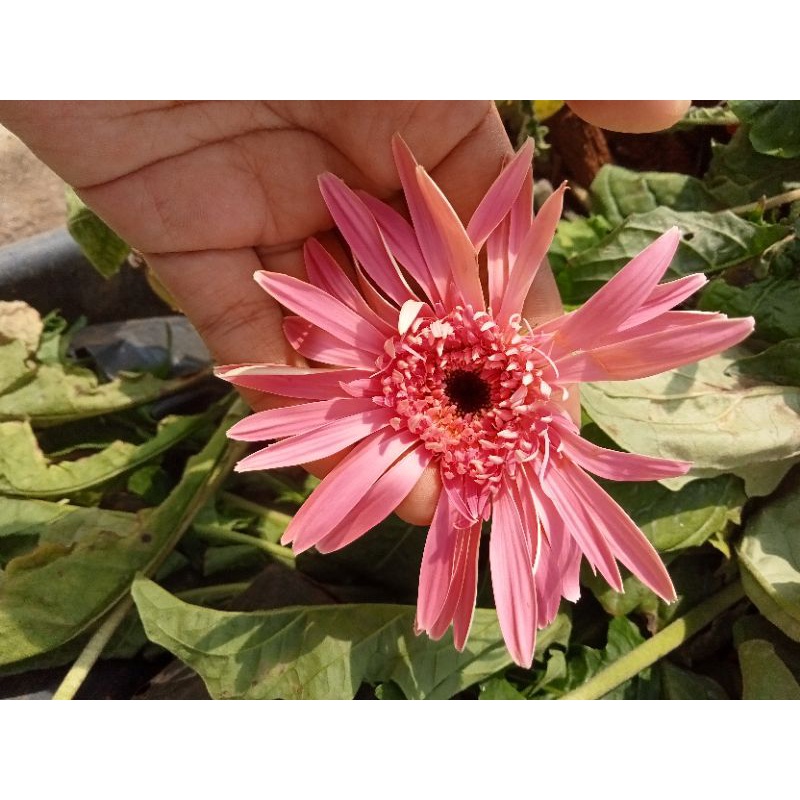 Pokok Bunga Daisy Siam | Shopee Malaysia
