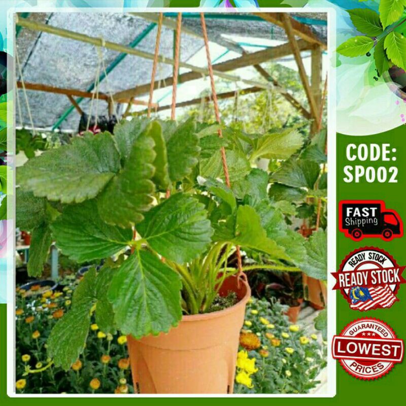 REAL LIVE (POKOK STRAWBERRY ALBION) | Shopee Malaysia