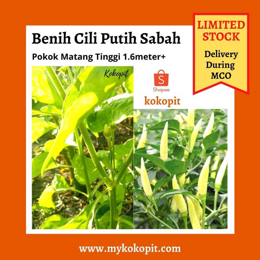 [LIMITED STOCK] Cili Putih Sabah Rare/ Sabah White Birds Eye Chili (8 ...