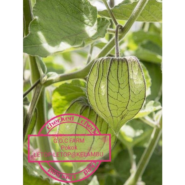 Cabutan Pokok Letup Letup@Kelambu untuk ubat stroke (Siap Potong utk ...