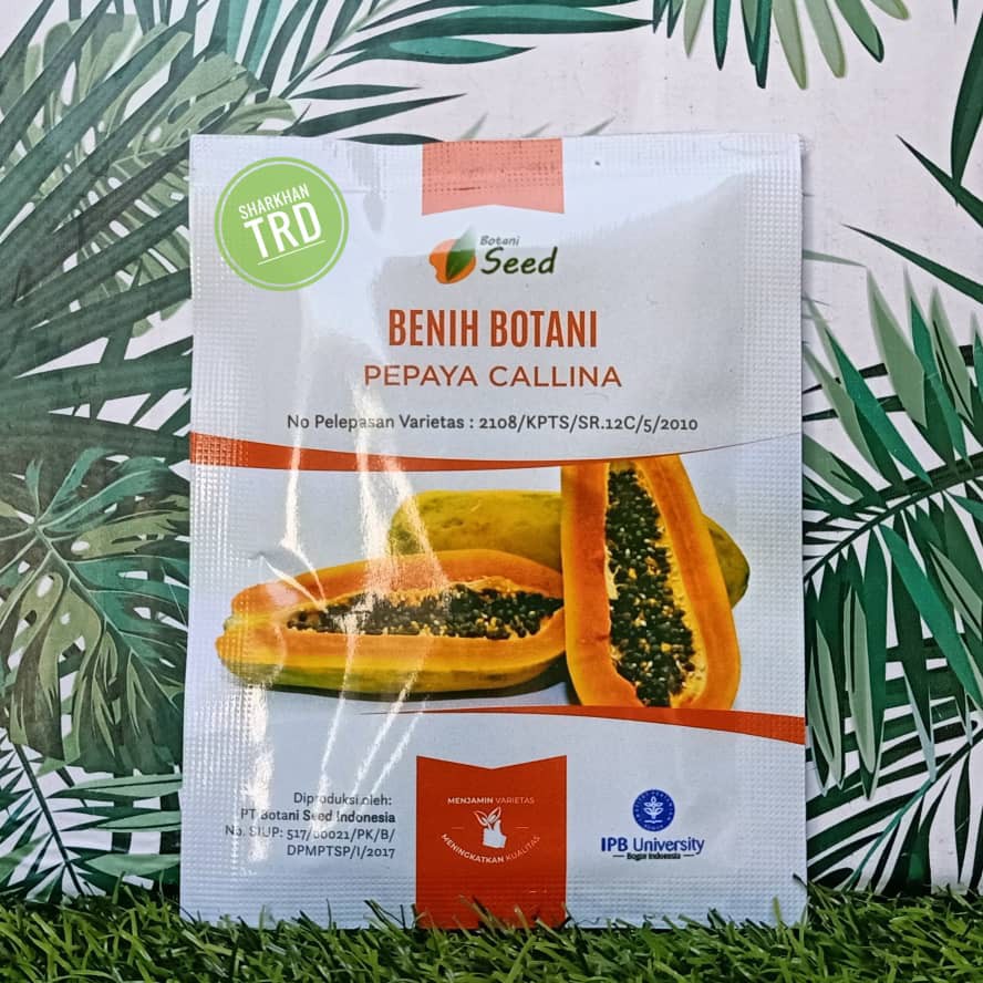 Paket 150 Seeds PEPAYA CALLINA California Botani Seed Biji Benih Betik ...