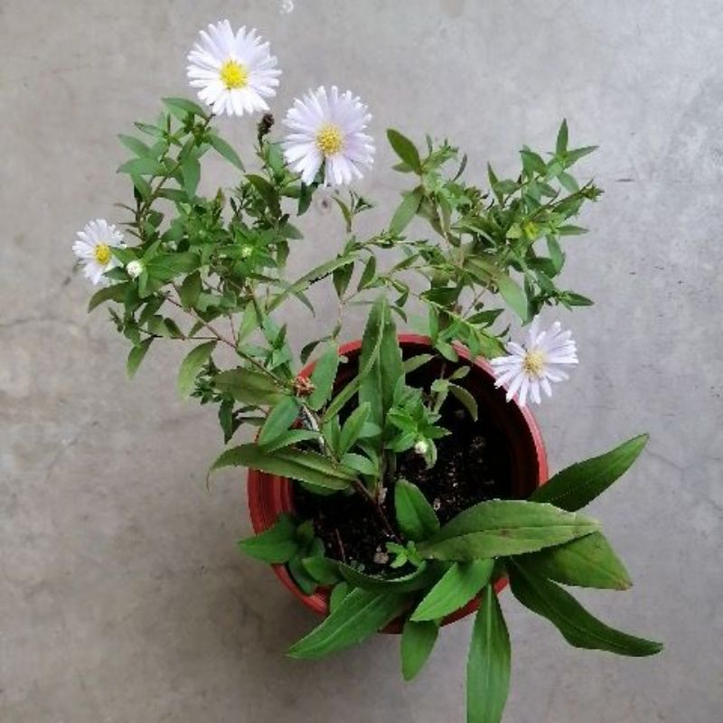 Mini Light Pink Daisy / Perennial Light Pink Daisy (孔雀花/多年生植物) | Shopee ...