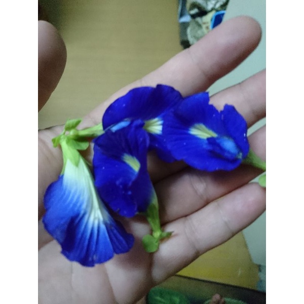 biji benih bunga telang biru(40biji++) | Shopee Malaysia