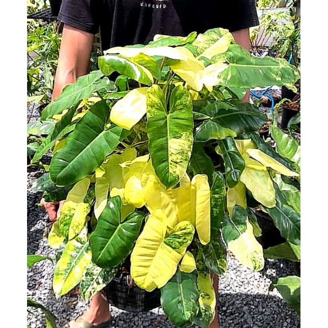 philodendron blue marx variegated | Shopee Malaysia