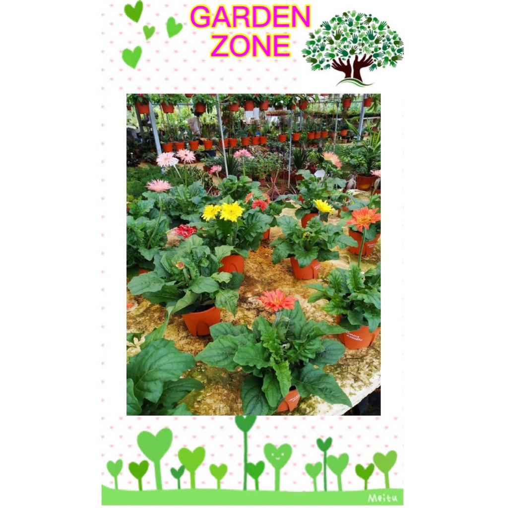 Anak Pokok Daisy Live Plant Pokok Hidup Gerbera jamesonii Random Pick ...