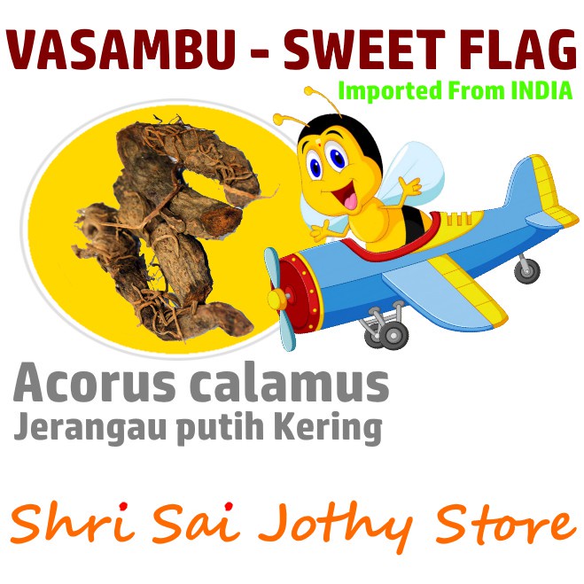 Vasambu Jerangau putih Kering Acorus Calamus Sweet Flag Dried (Raw ...