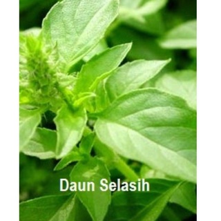 Pokok Selasih / Selasih | Shopee Malaysia