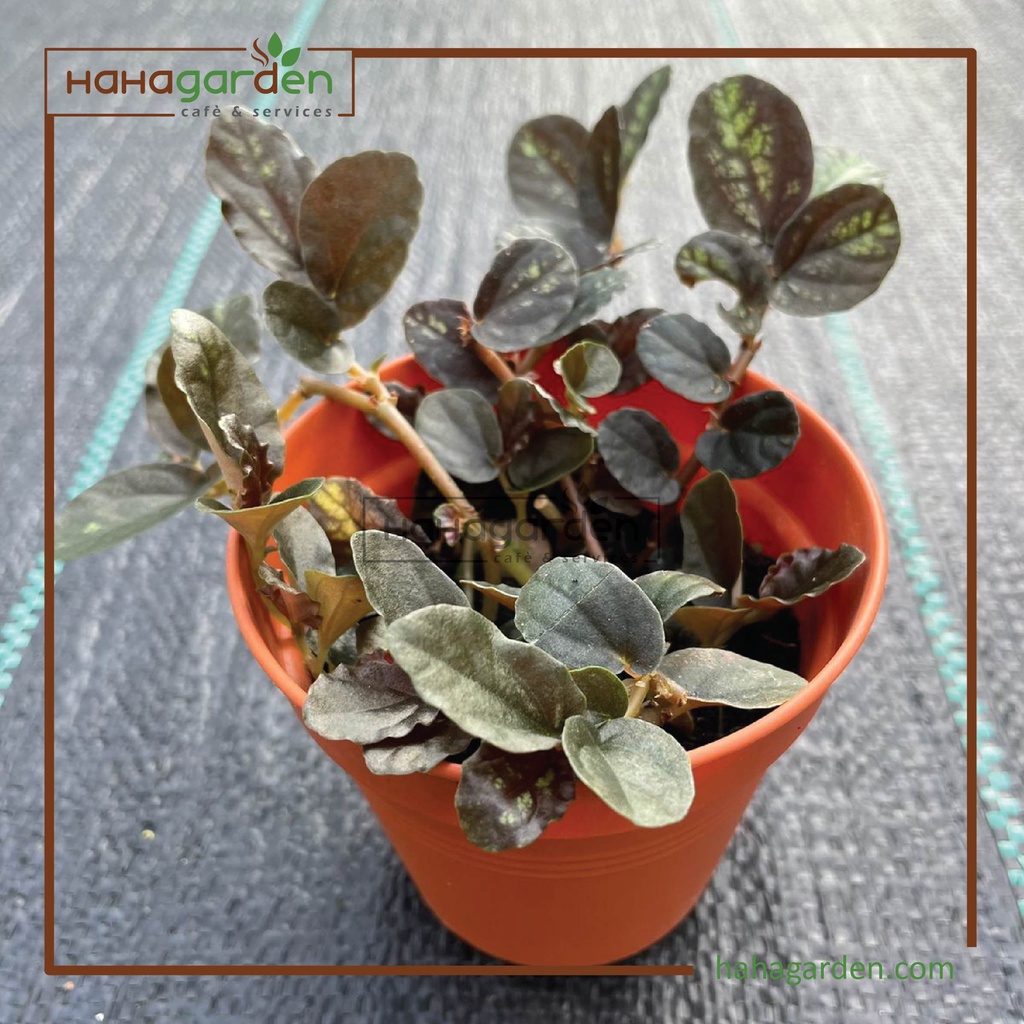 Pellionia Repens/ Procris Repens/ Watermelon Begonia (LIVE PLANT ...