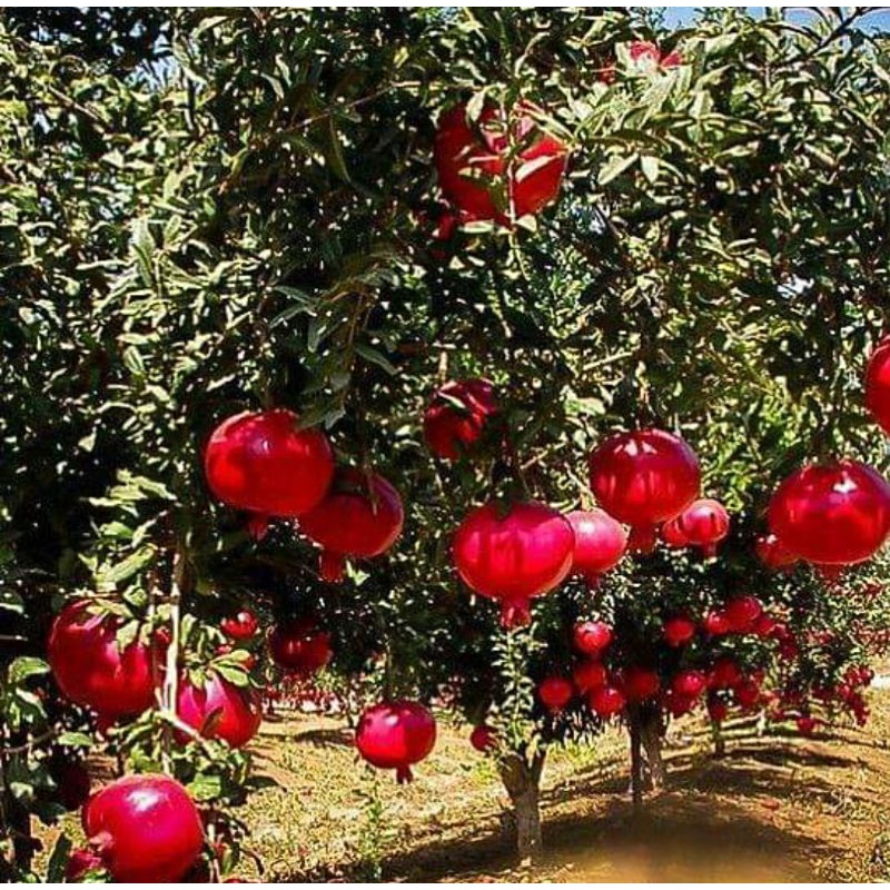 Pokok Buah Delima Hybrid | Shopee Malaysia