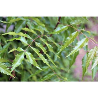 Neem Plant/Pokok Mambu/Veppe Maram | Shopee Malaysia